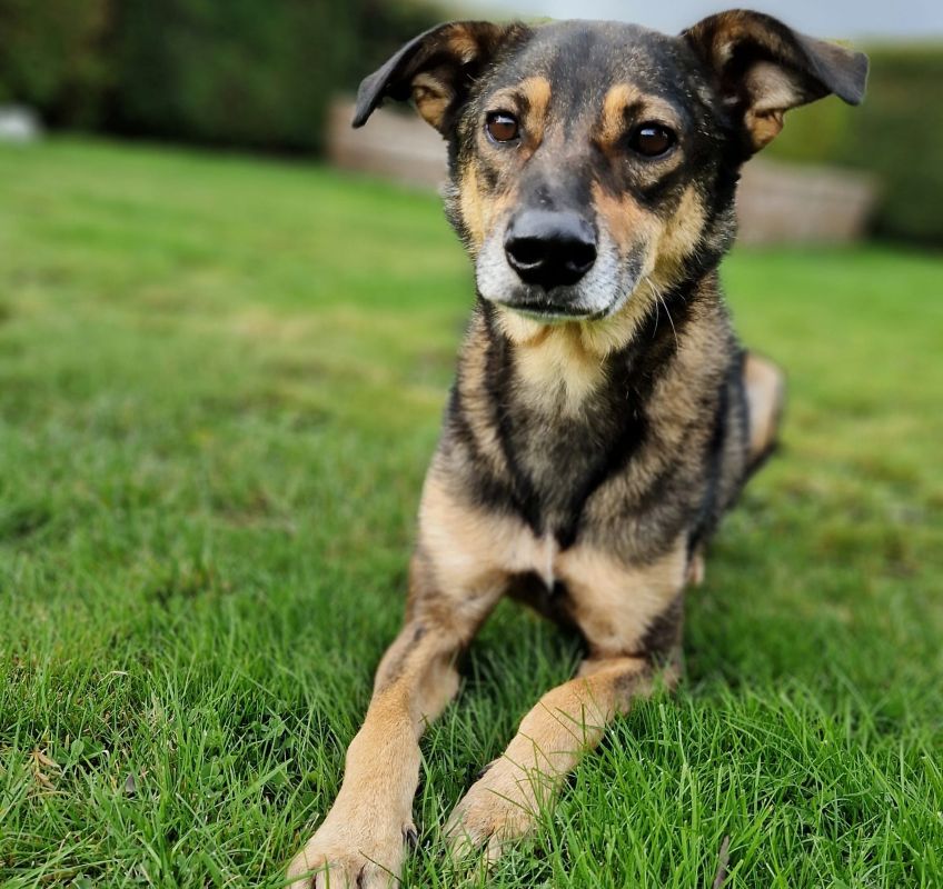 Mittelgroße Hunde - Tierheim Alsfeld