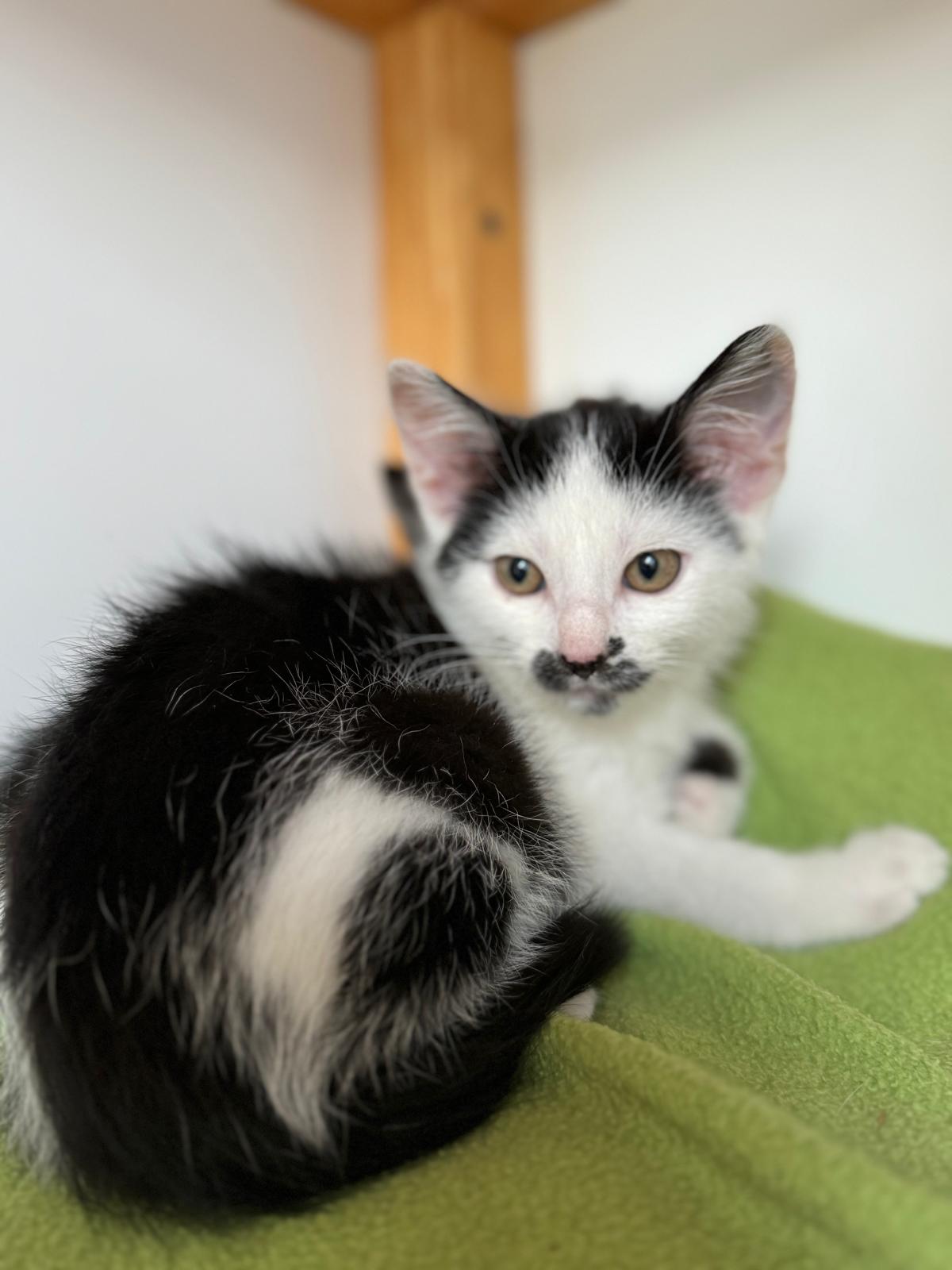 Mayo - Tierheim Alsfeld